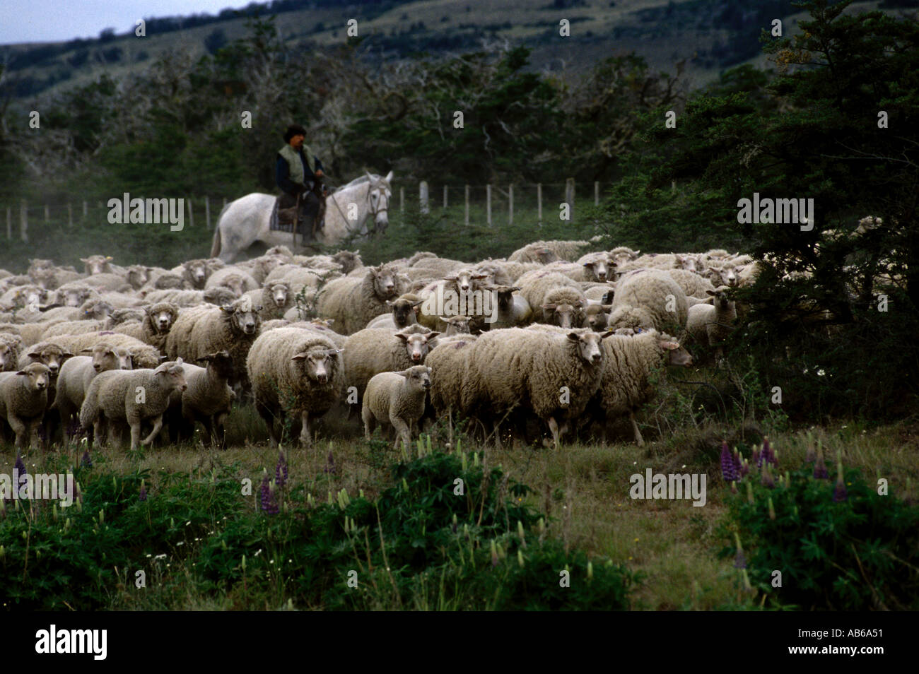American sheep hi-res stock photography and images - Alamy