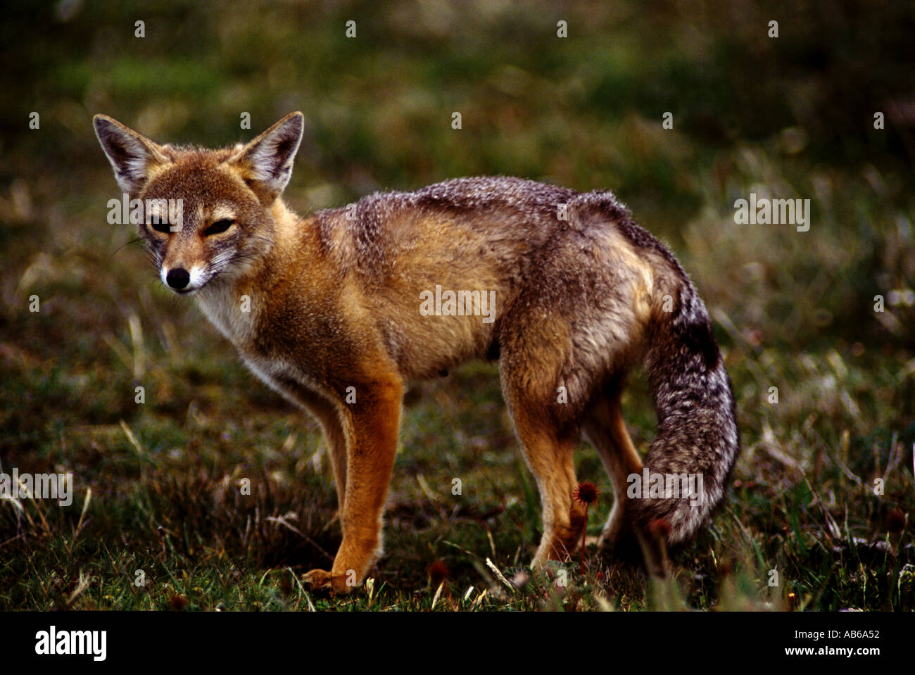RED FOX Pseudalopex culpaeus TORRES DEL PAINE NATIONAL PARK IN ...