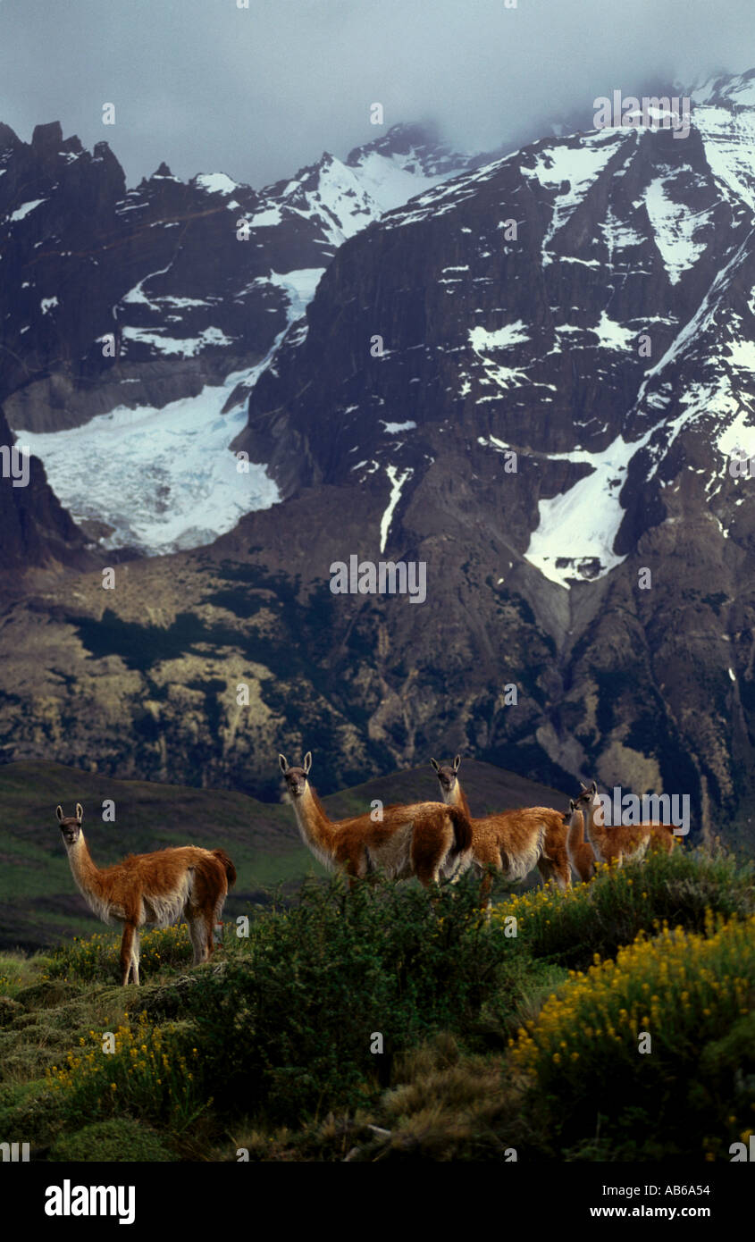 Female GUANACOS Lama guanicoe babies in TORRES DEL PAINE NP with ANDES ...