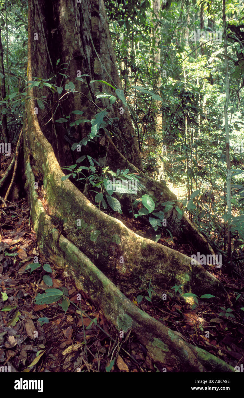Spreading buttress roots Stock Photo - Alamy