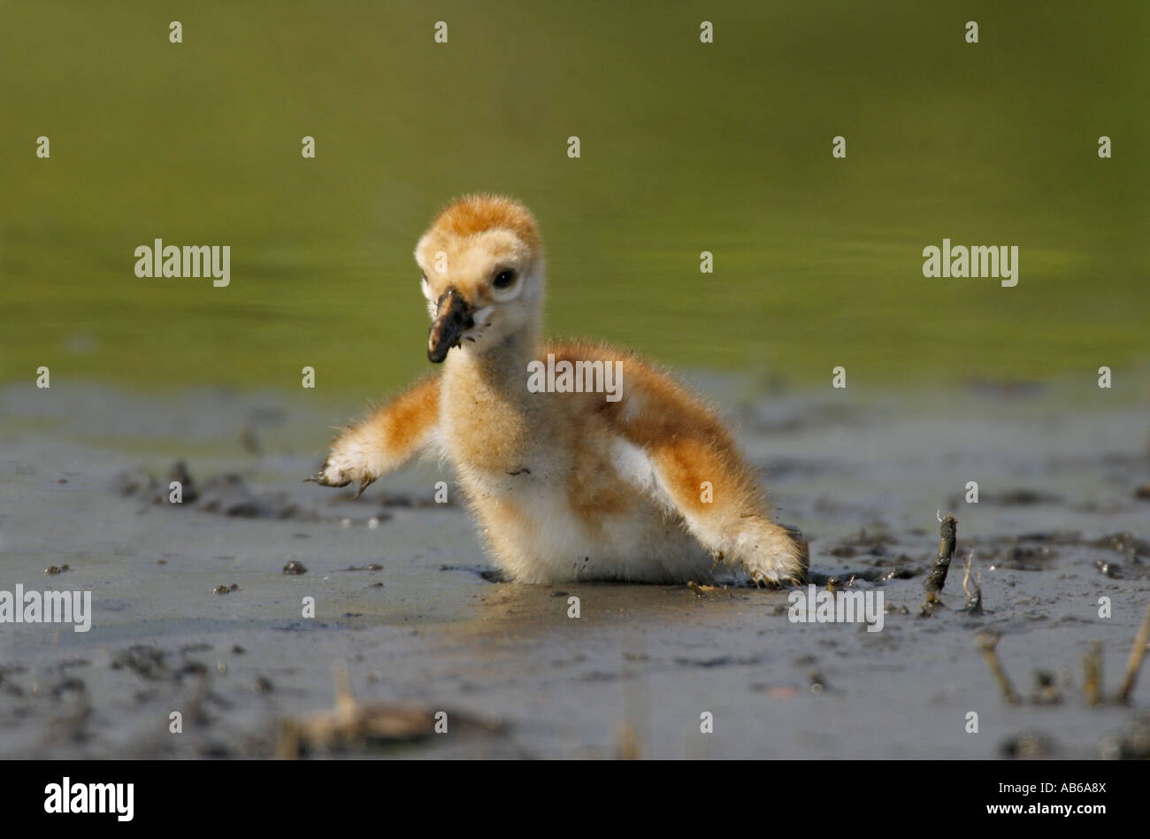 One day old chick wading through muck hi-res stock photography and ...