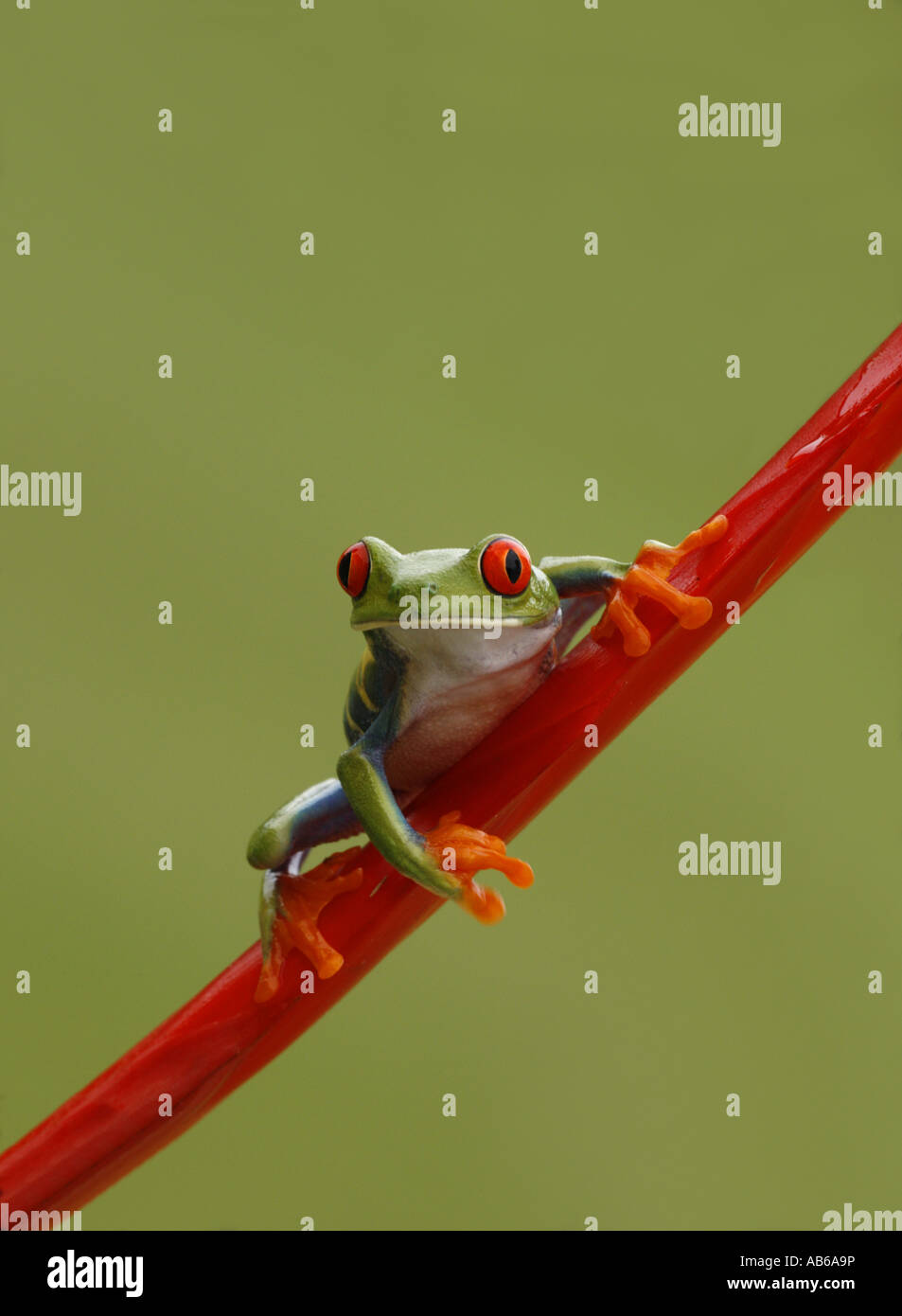 Red-eyed Tree Frog looking out at you Stock Photo - Alamy