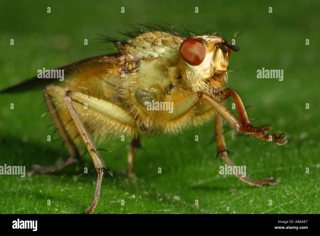 Yellow dung fly british isles hi-res stock photography and images - Alamy
