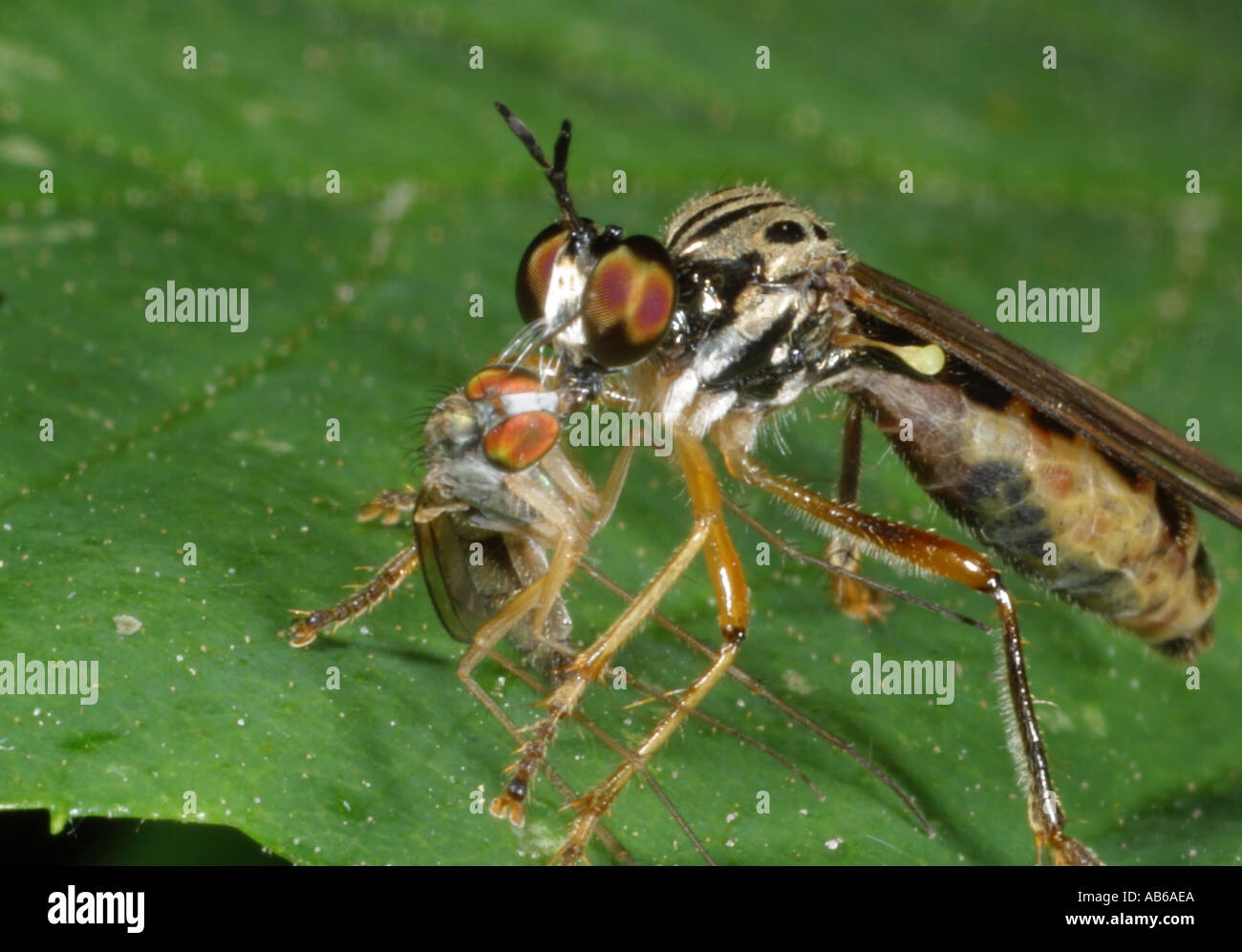 Predatory fly with prey England Stock Photo - Alamy
