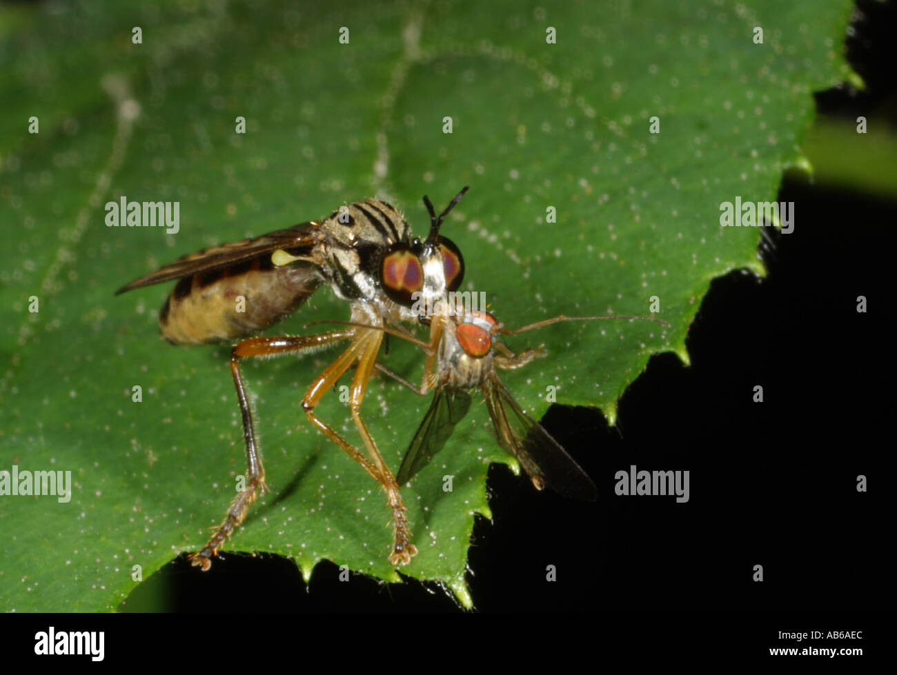 Predatory fly with prey England Stock Photo - Alamy