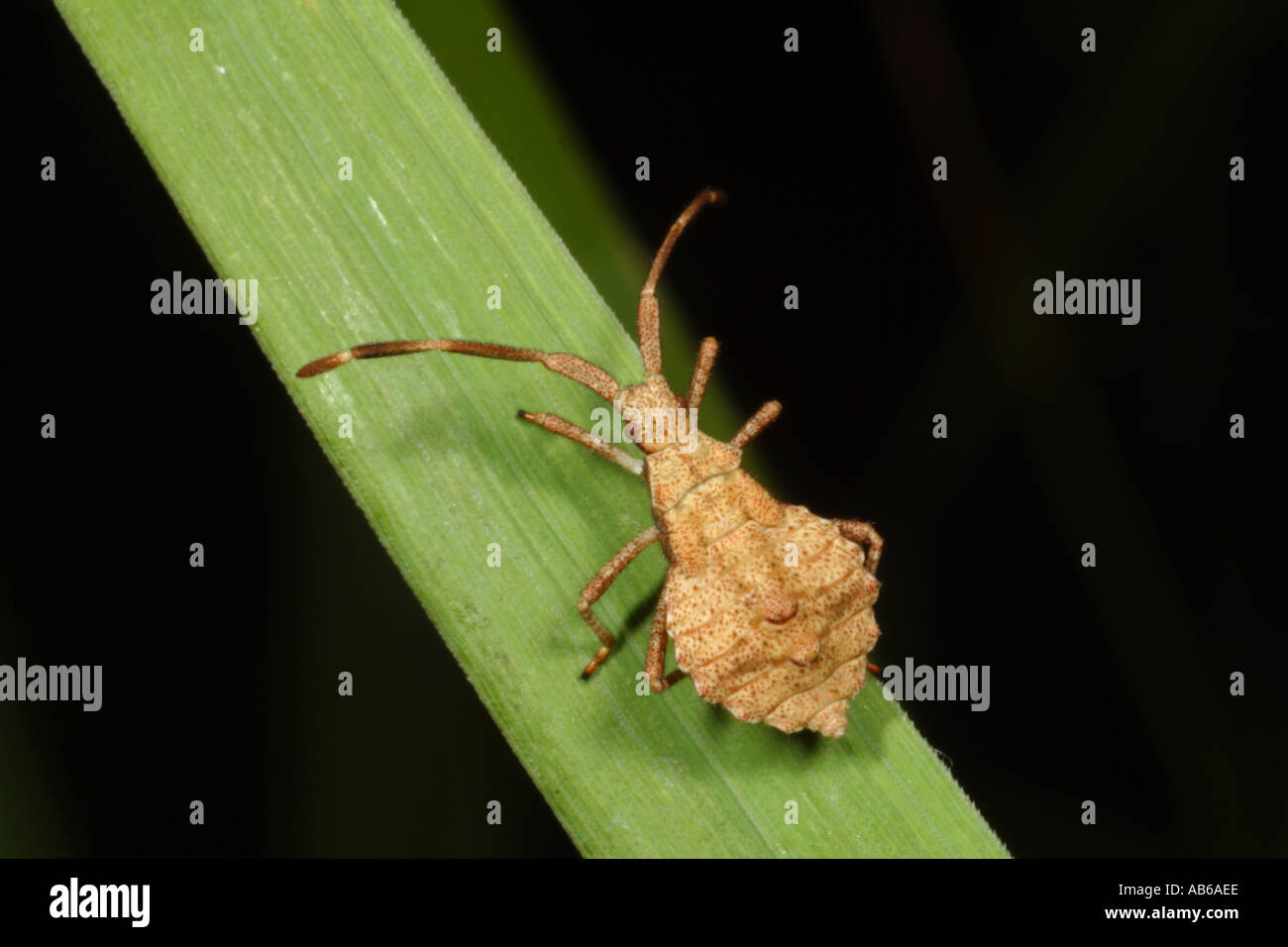 Squash Bug England Stock Photo - Alamy