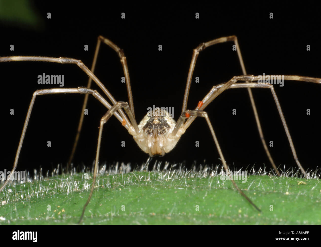 Invertebrate harvestman daddy long legs hi-res stock photography and ...