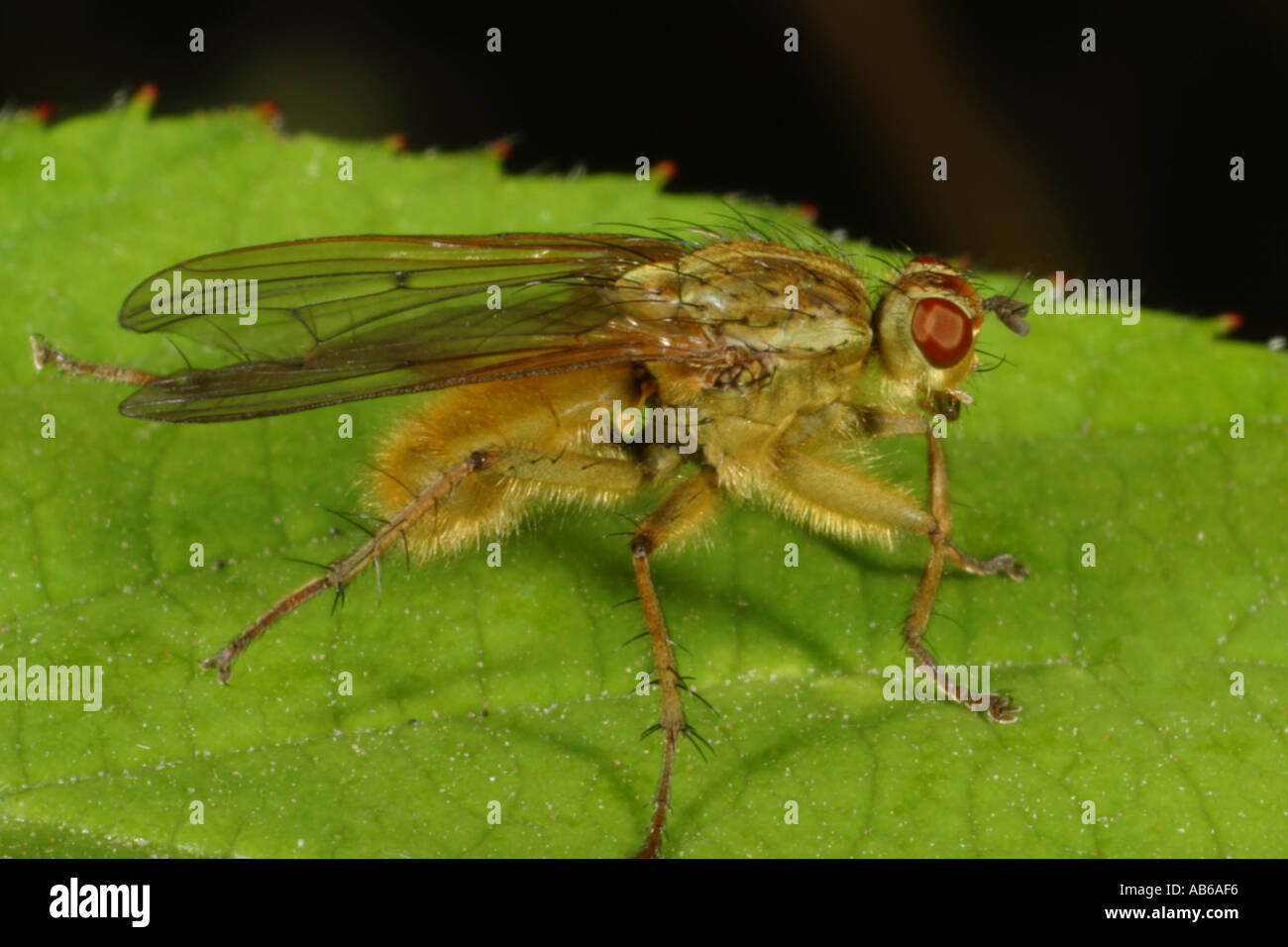 Yellow dung fly british isles hi-res stock photography and images - Alamy