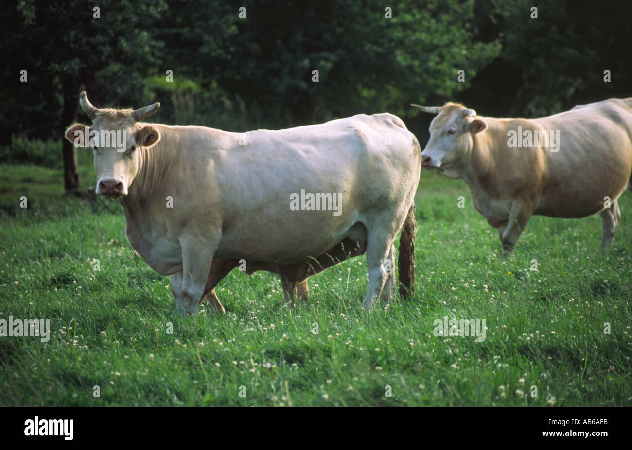 Cows grazing on pasture brittany hi-res stock photography and images ...