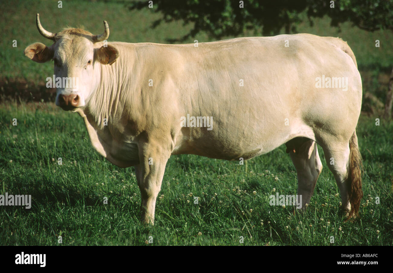 Bull grazing in a field of grass on a farm Stock Photo - Alamy
