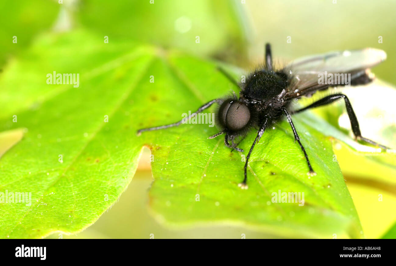 An incredibly detailed photograph showing a St marks fly with its ...