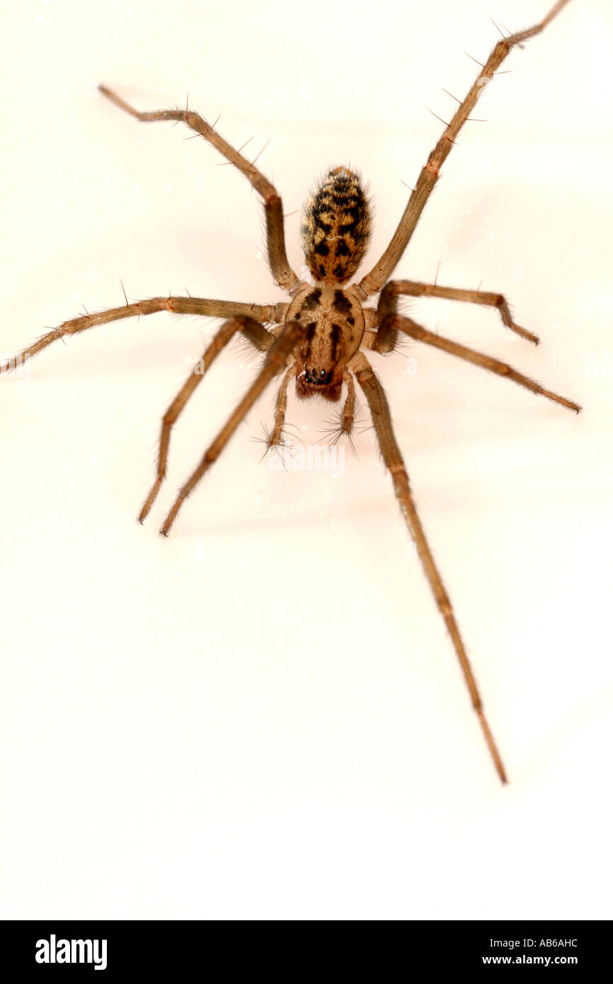A detailed photograph of a very large house spider on a white ...