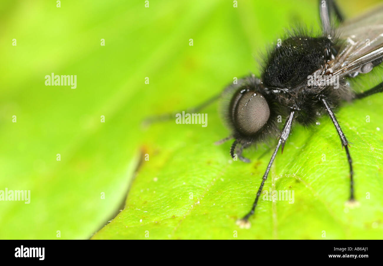 An incredibly detailed photograph showing a St marks fly with its ...