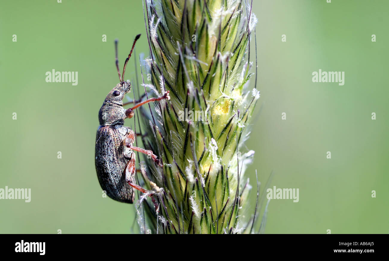 A photograph showing a weevil clinging to a long seeded grass shoot ...