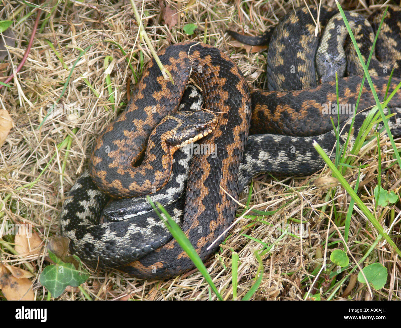 Adders Vipera berus basking UK Stock Photo - Alamy