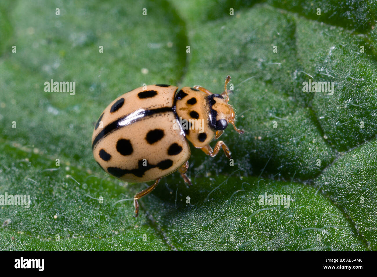 16 punctata hi-res stock photography and images - Alamy