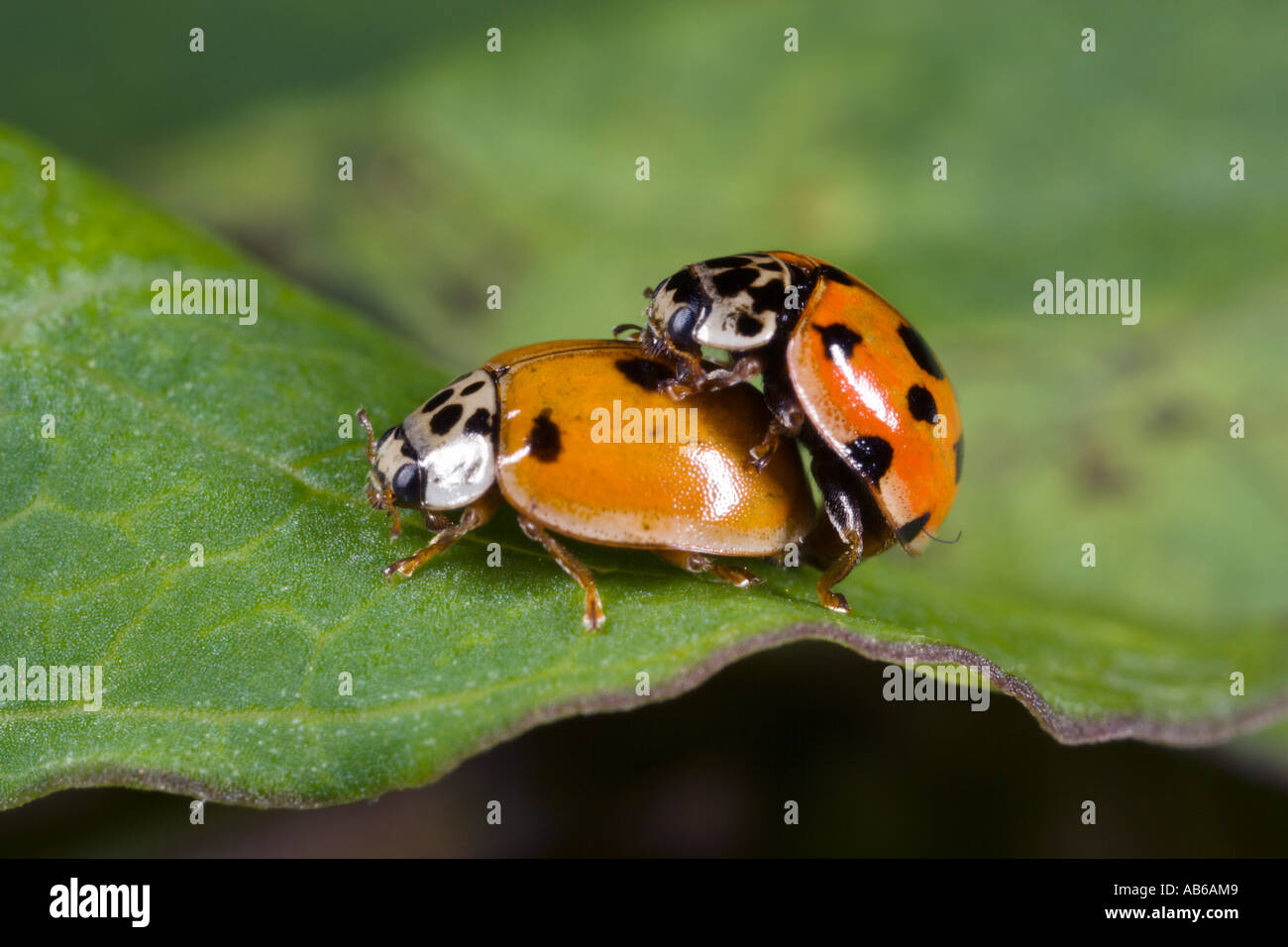 10 spot Ladybird Adalia decempunctata mating on leaf potton ...