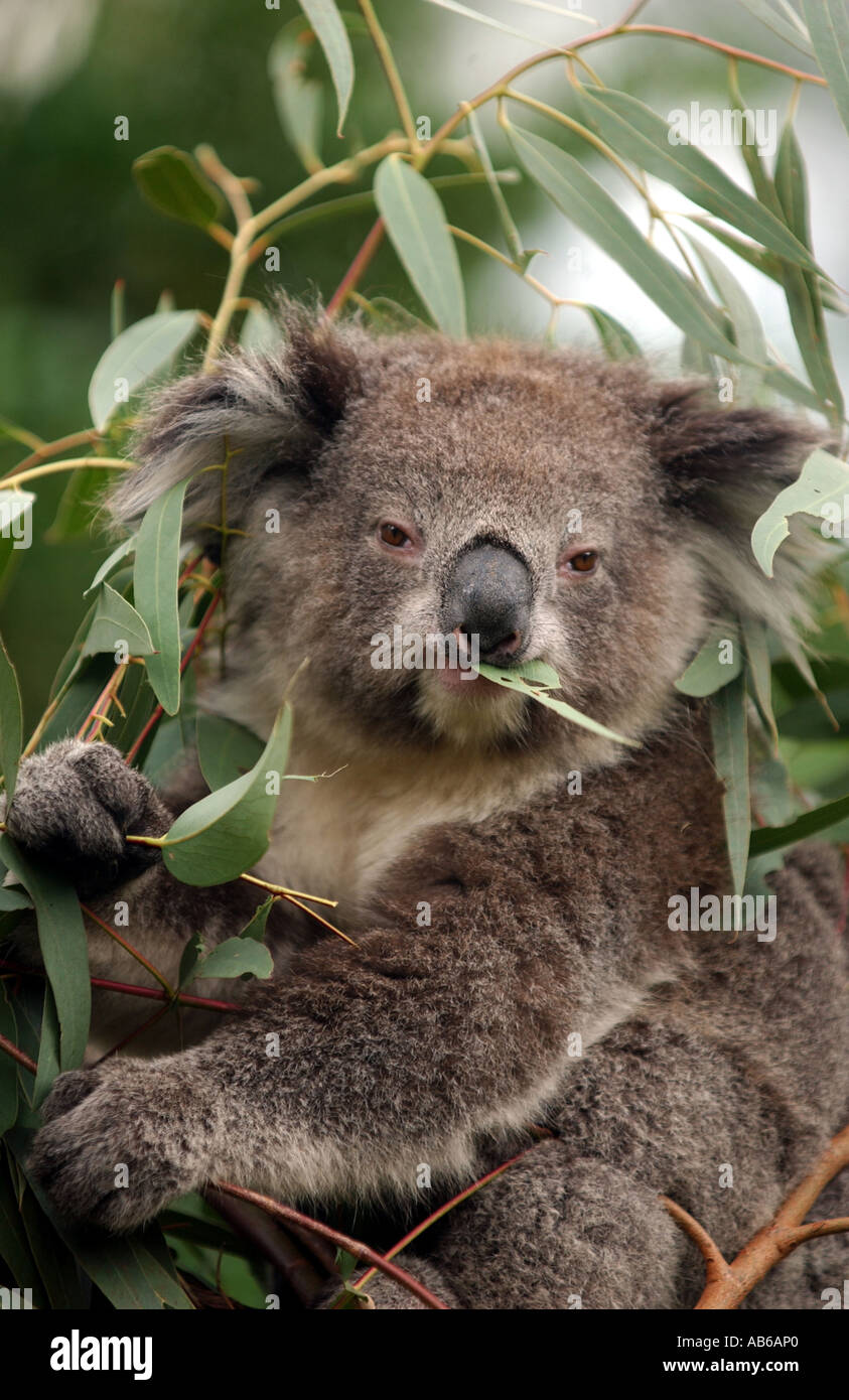 koala in tree in australia Stock Photo - Alamy