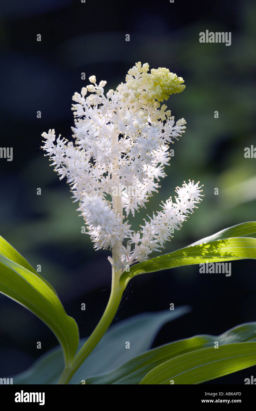 Smilacina racemosa hi-res stock photography and images - Alamy