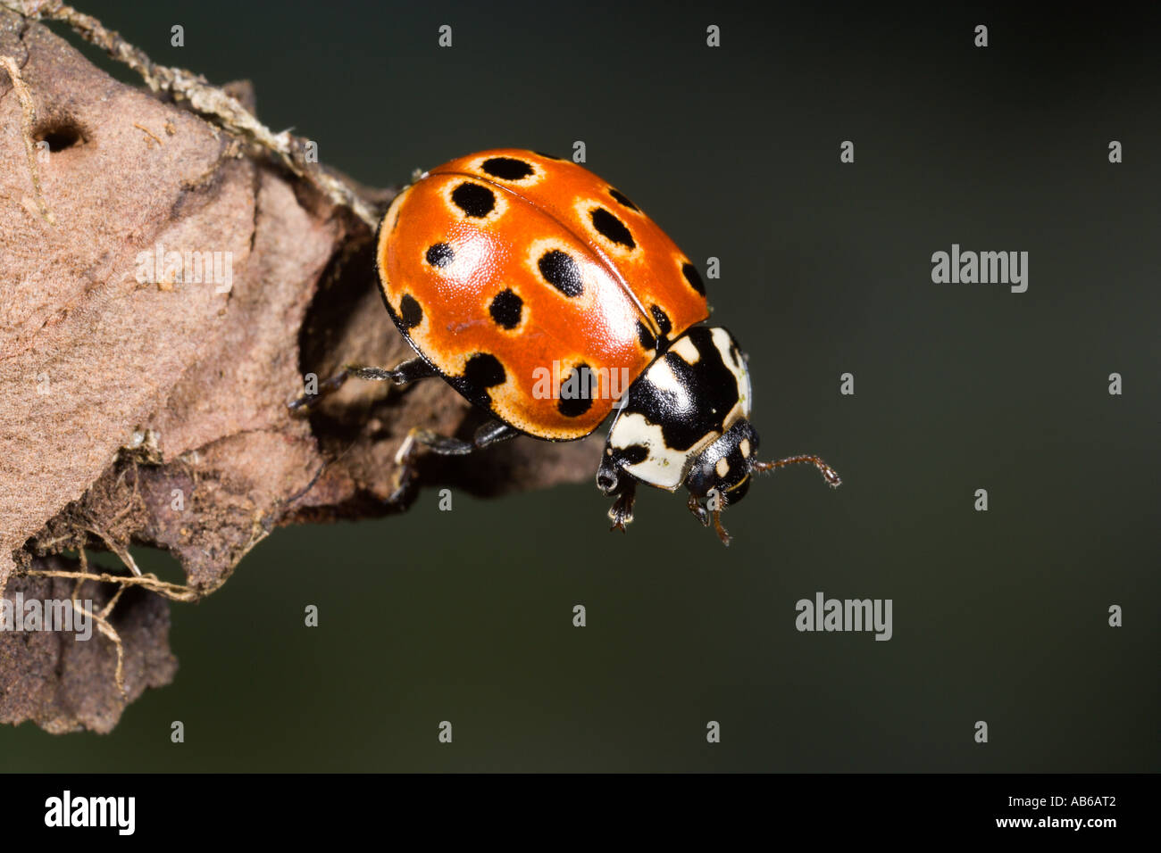 Eyed Ladybird Anatis ocellata with nice defuse background potton ...