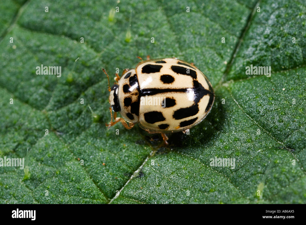 16 spot ladybird Tytthaspis 16 punctata on leaf showing markings potton ...