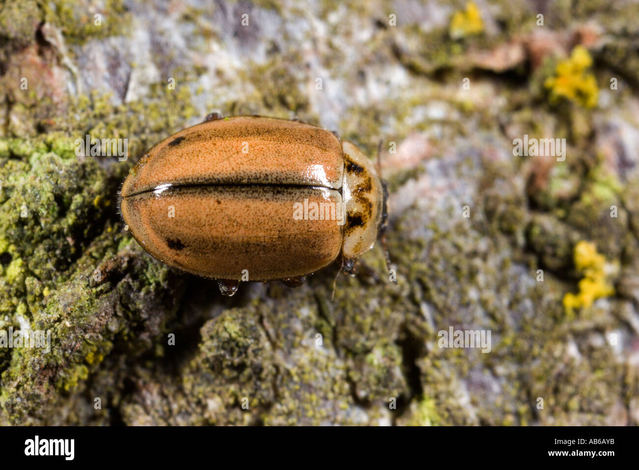 Aphidecta hi-res stock photography and images - Alamy