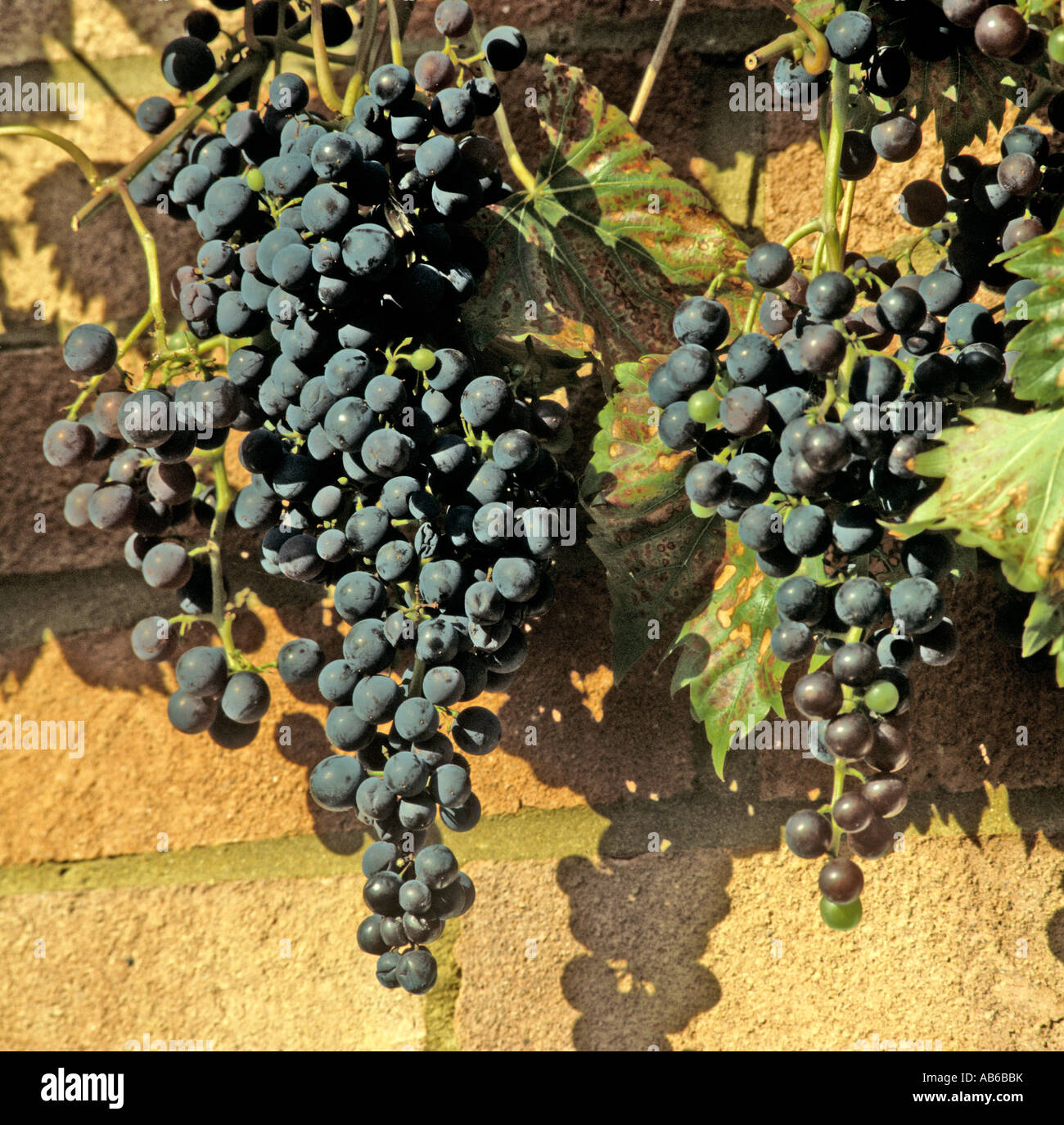 Chambourcin 26205 hi-res stock photography and images - Alamy