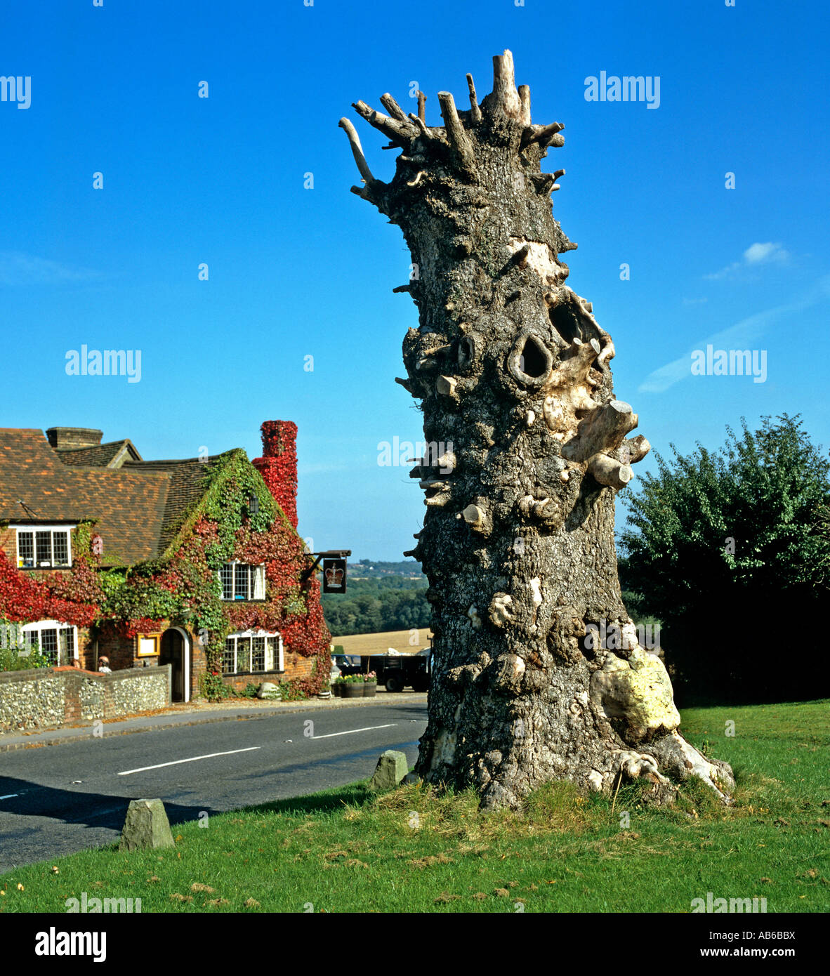 Stark truncated tree trunk opposite red Virginia creeper clad old ...