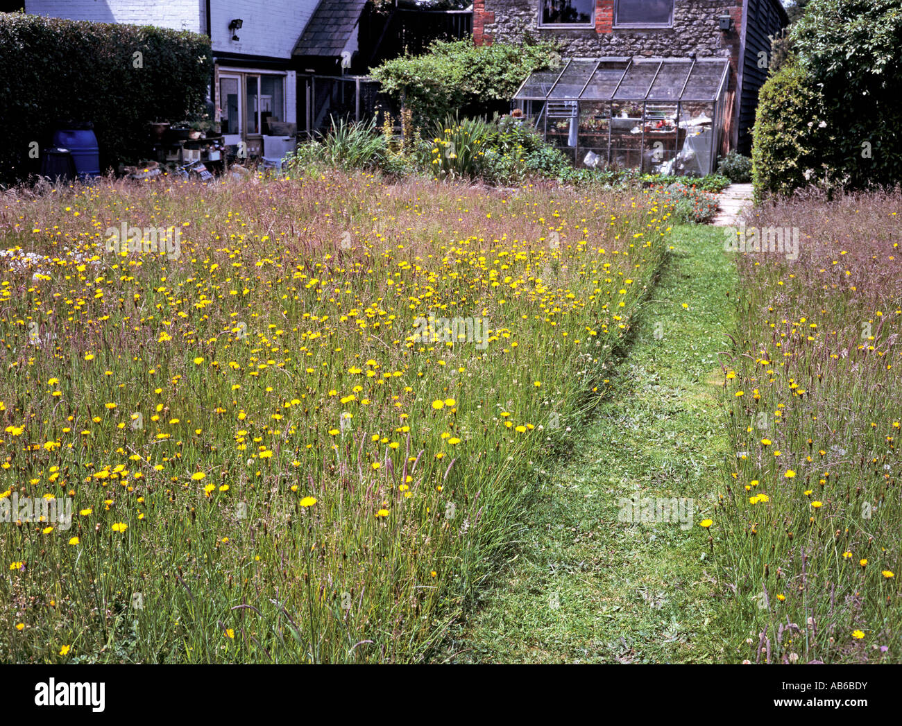 Wild flowers growing in unmown lawn in Wiltshire England UK Stock Photo ...