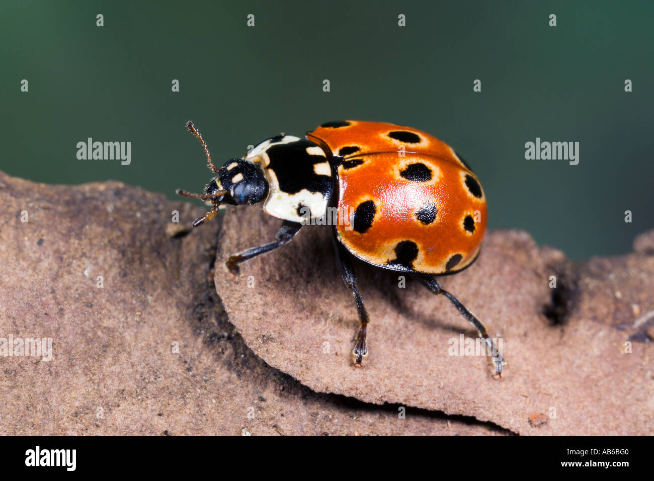 Eyed Ladybird Anatis ocellata on bark showing markings potton ...