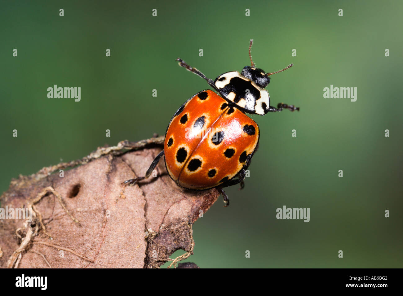 Eyed Ladybird Anatis ocellata on leaf looking alert and showing ...