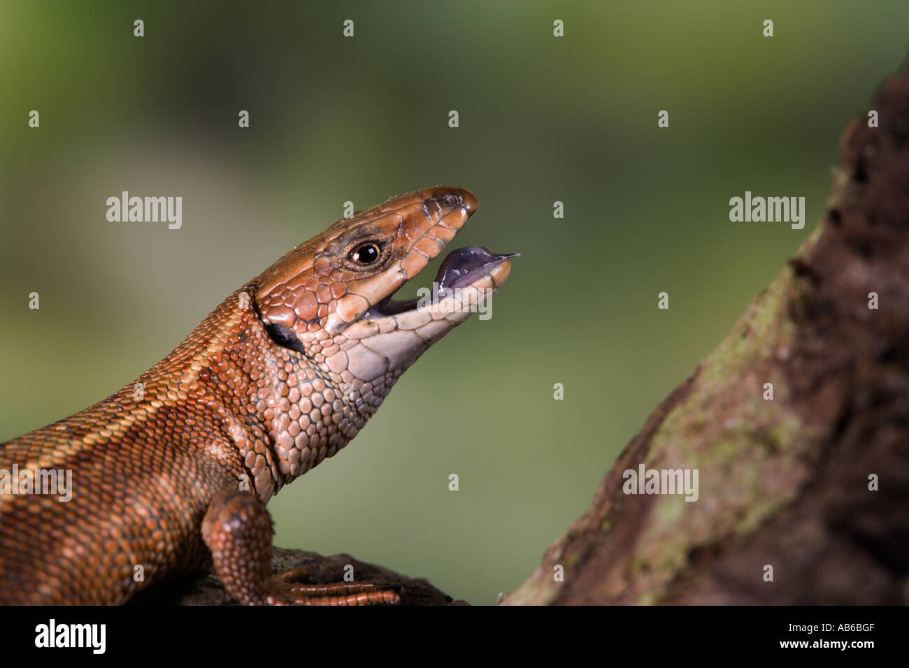 Common Lizard Lacerta vivipara close up of head with mouth open and ...