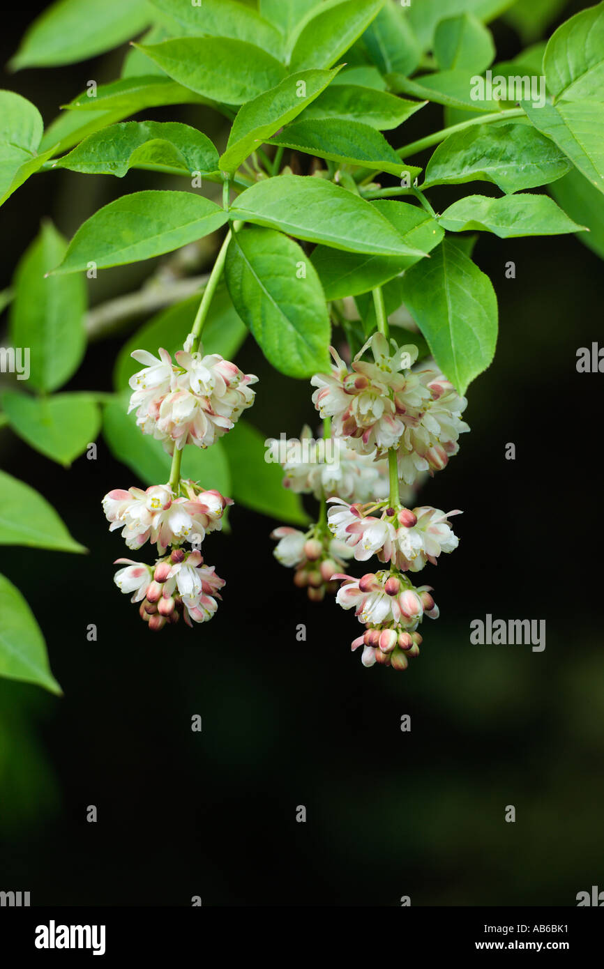 Staphylea Bladdernut detail of flowers with dark out of focus ...