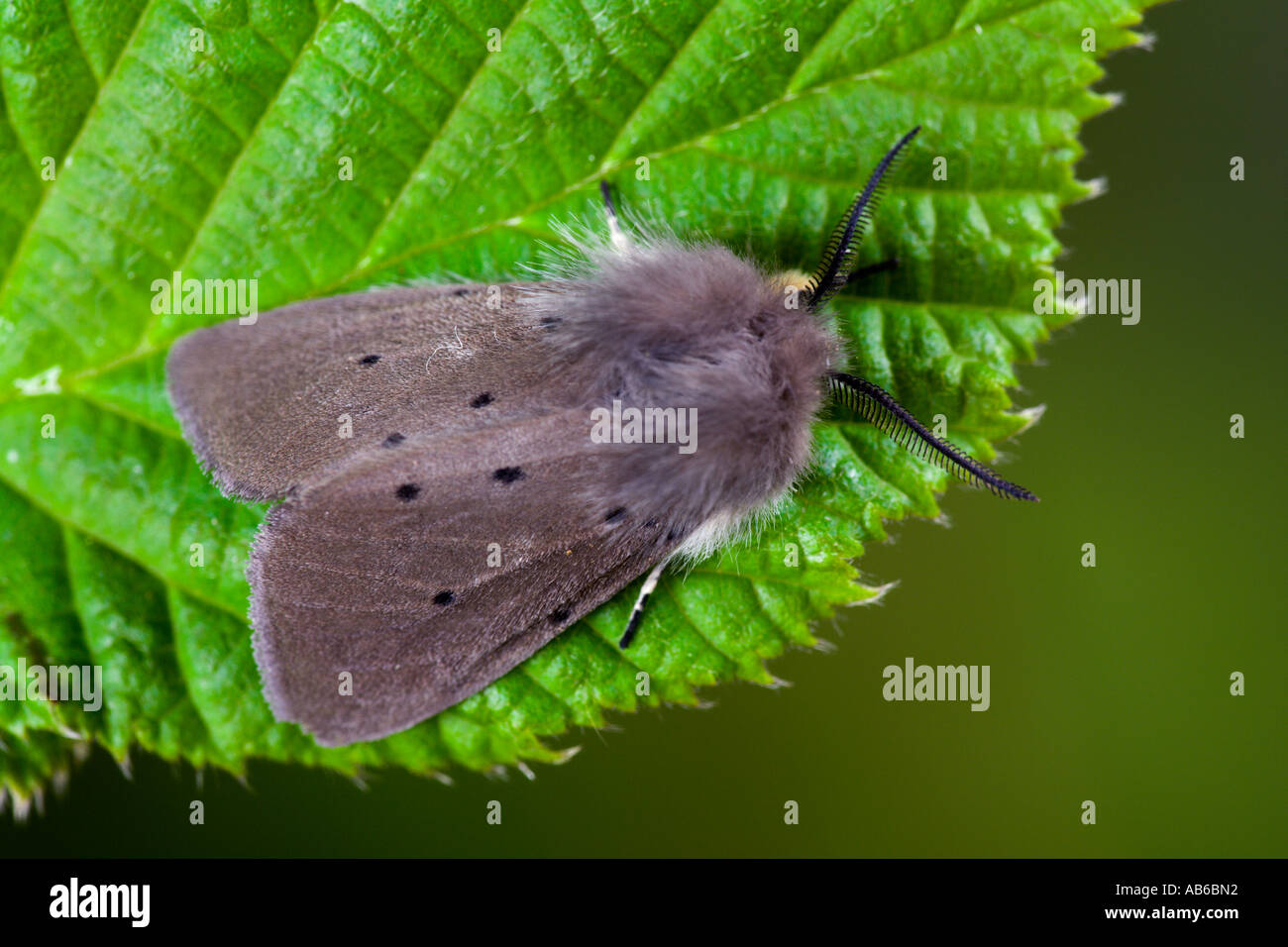 Muslin moth hi-res stock photography and images - Alamy