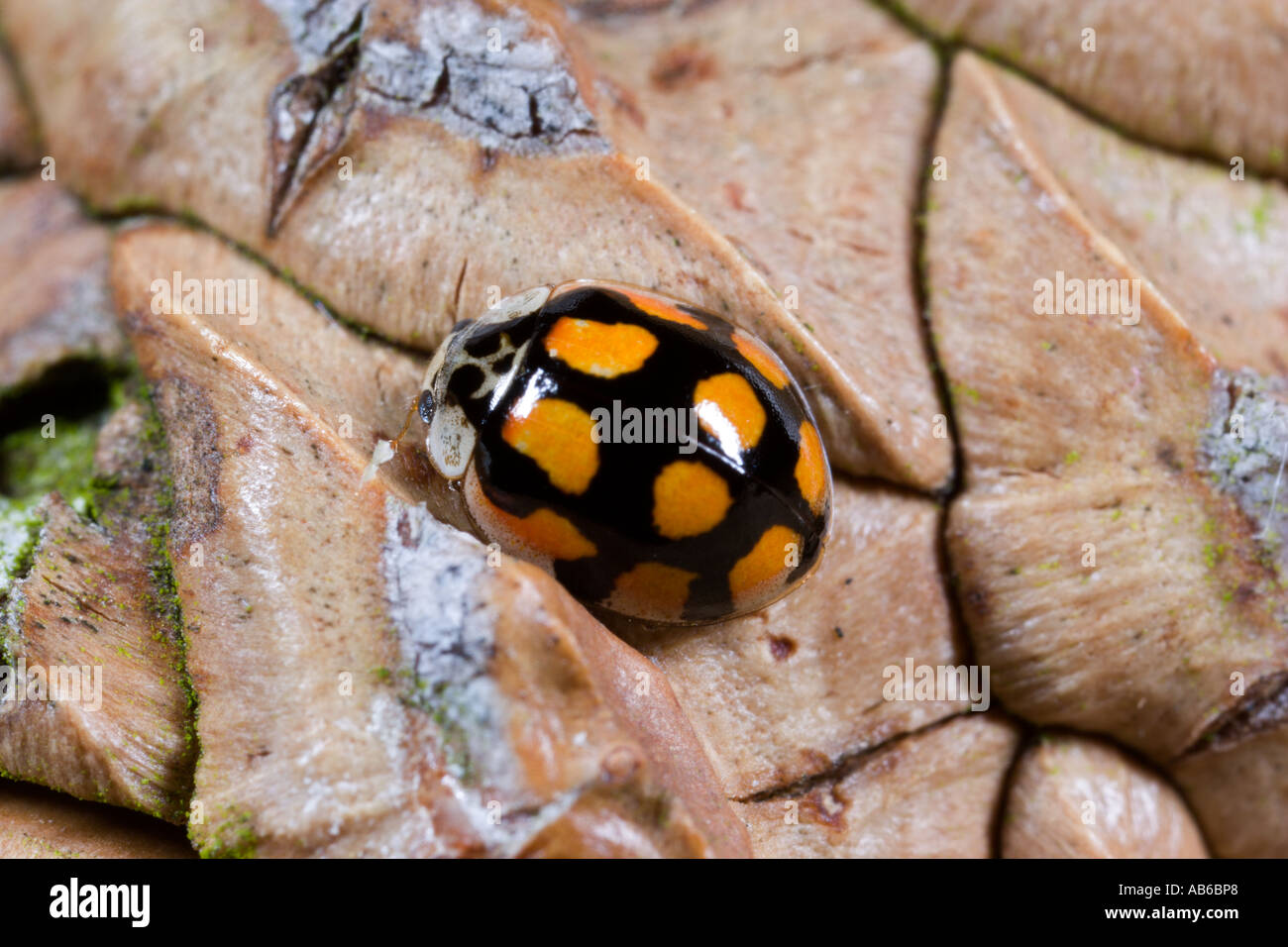 10 spot Ladybird Adalia decempunctata on pine bark showing markings ...