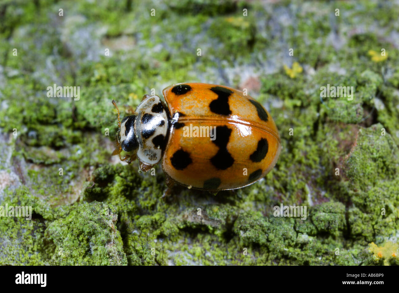 10 spot Ladybird Adalia decempunctata on pine bark showing markings ...