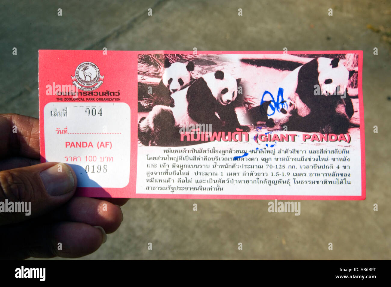 Giant panda exhibit chiang mai hi-res stock photography and images - Alamy