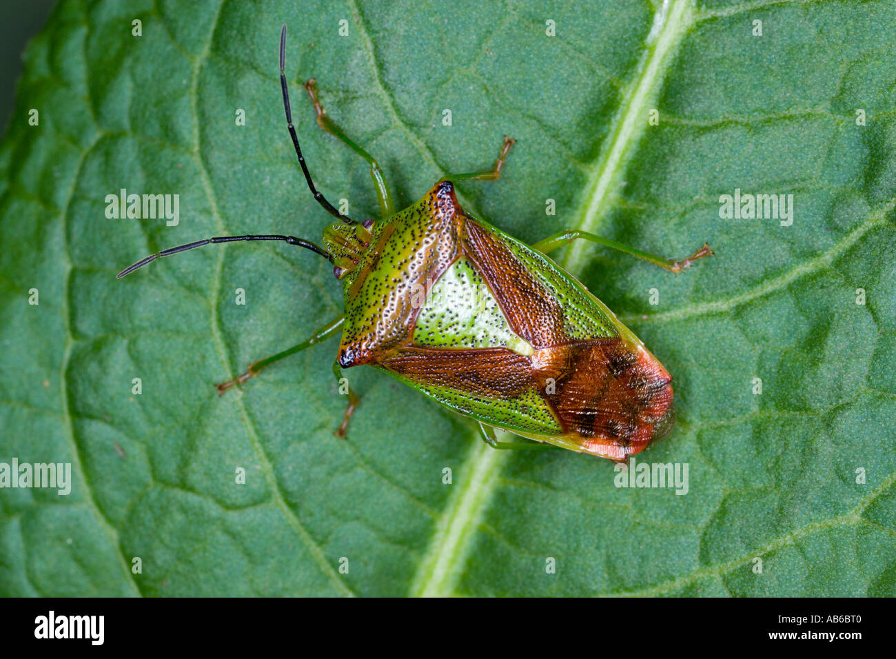 Hawthorn Shieldbug Acanthosoma haemorrhoidale on leaf showing markings ...