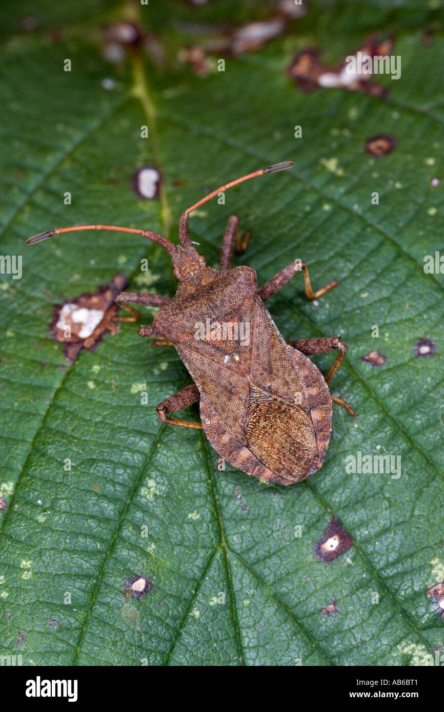 Dock Bug Coreus marginatus on leaf showing markings potton bedfordshire ...
