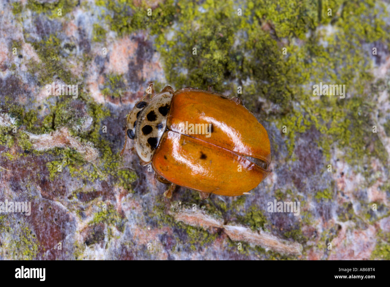 10 spot Ladybird Adalia decempunctata on pine bark showing markings ...