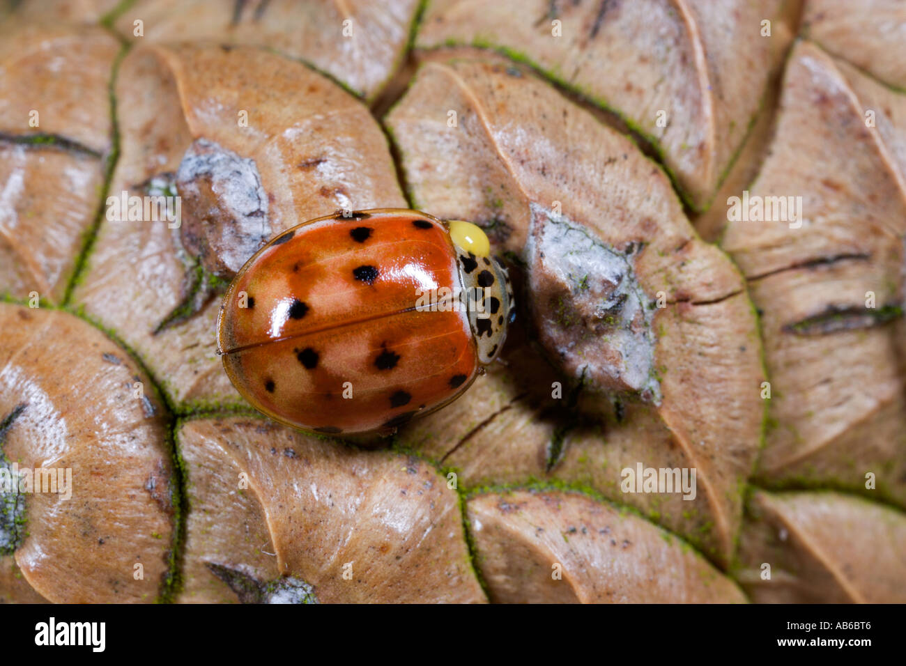 CREAM STREAKED LADYBIRD Harmonia quadripunctata showing reflex bleeding ...