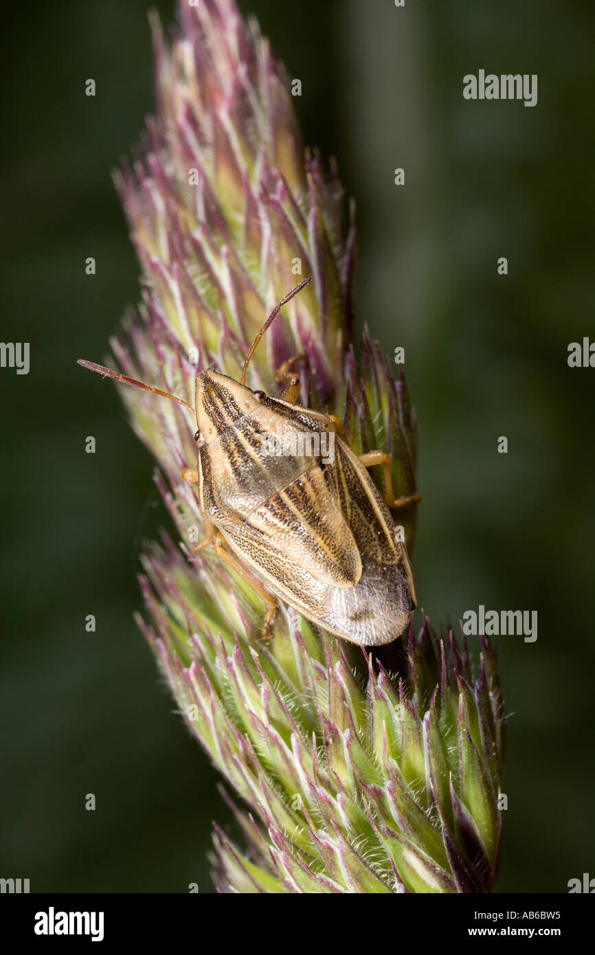 Bishops Mitre Shield Bug Aelia acuminata on grass head showing markings ...