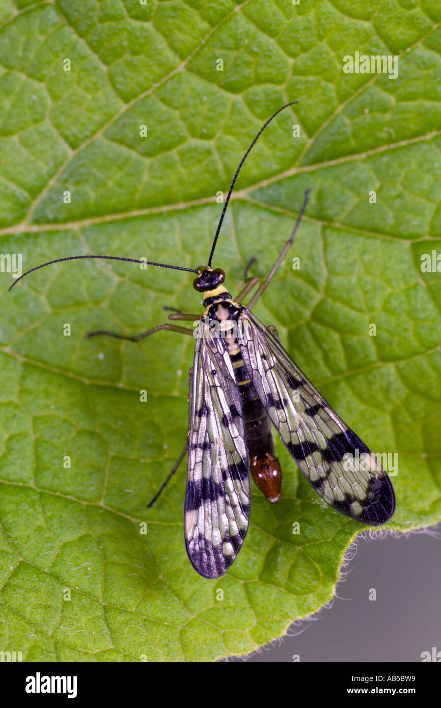 Flying Scorpion Aliens