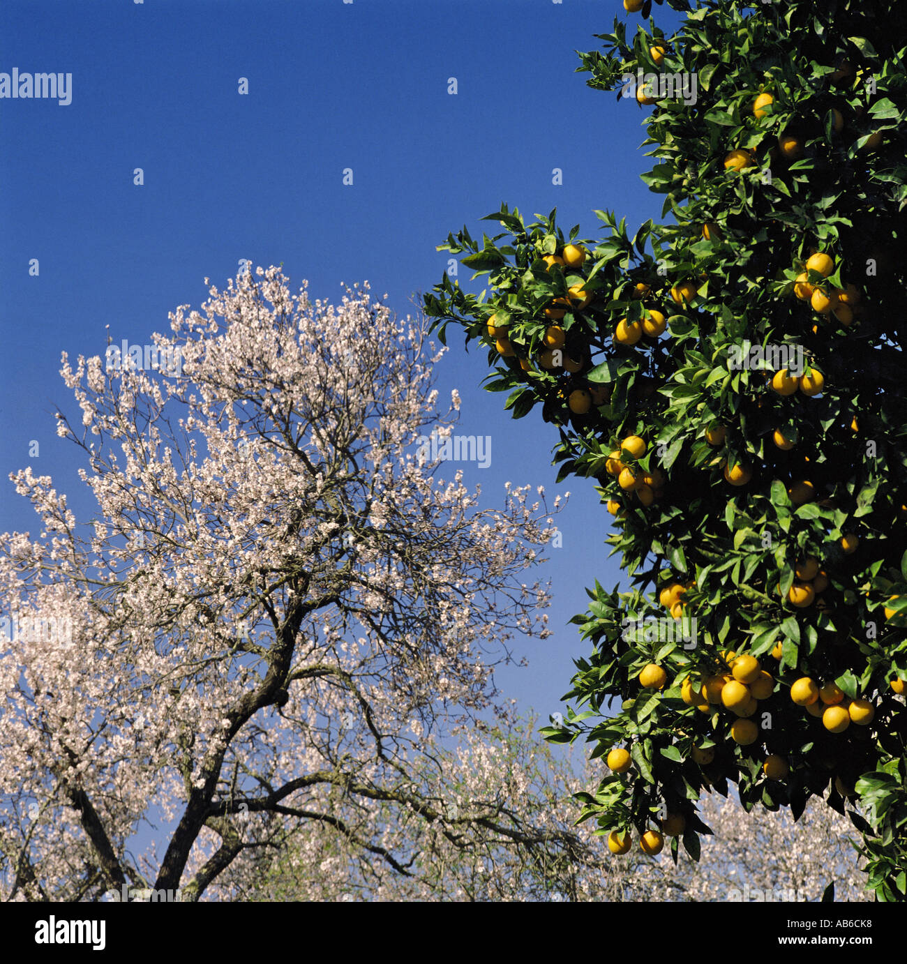 Orange blossom hi-res stock photography and images - Alamy