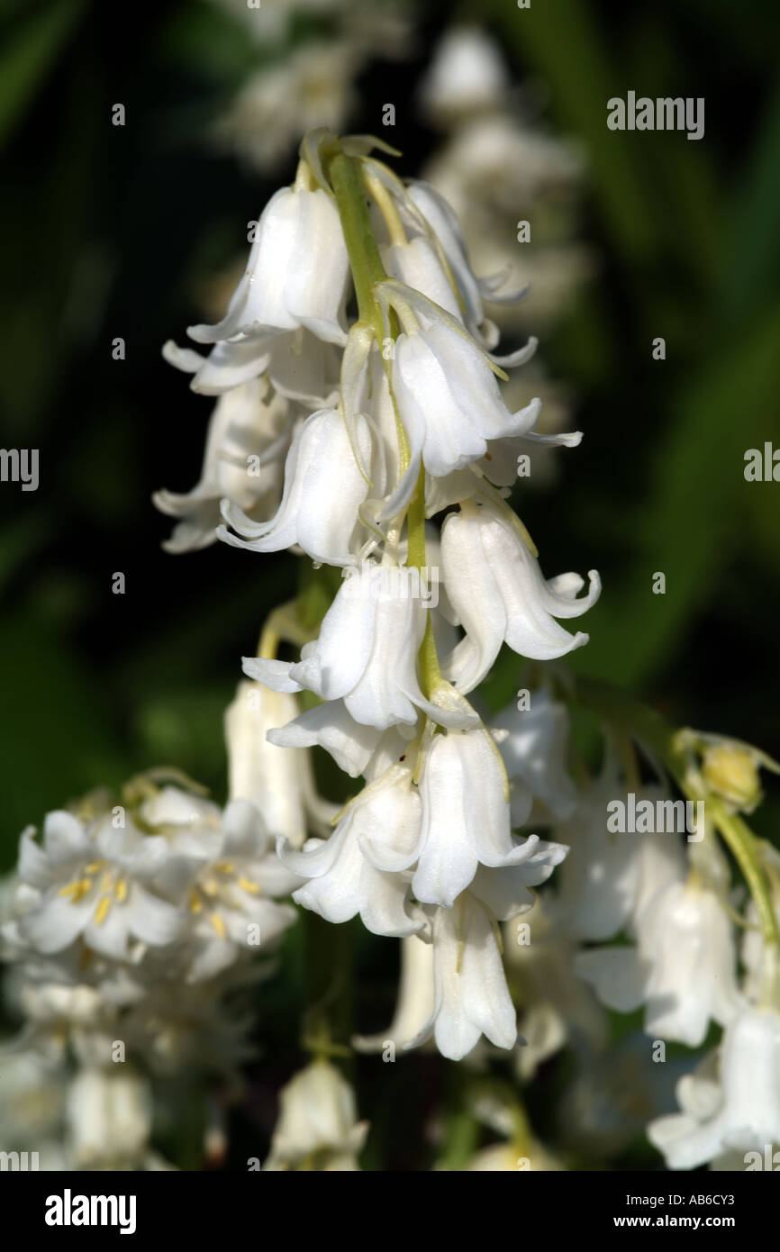 Whitebells hi-res stock photography and images - Alamy
