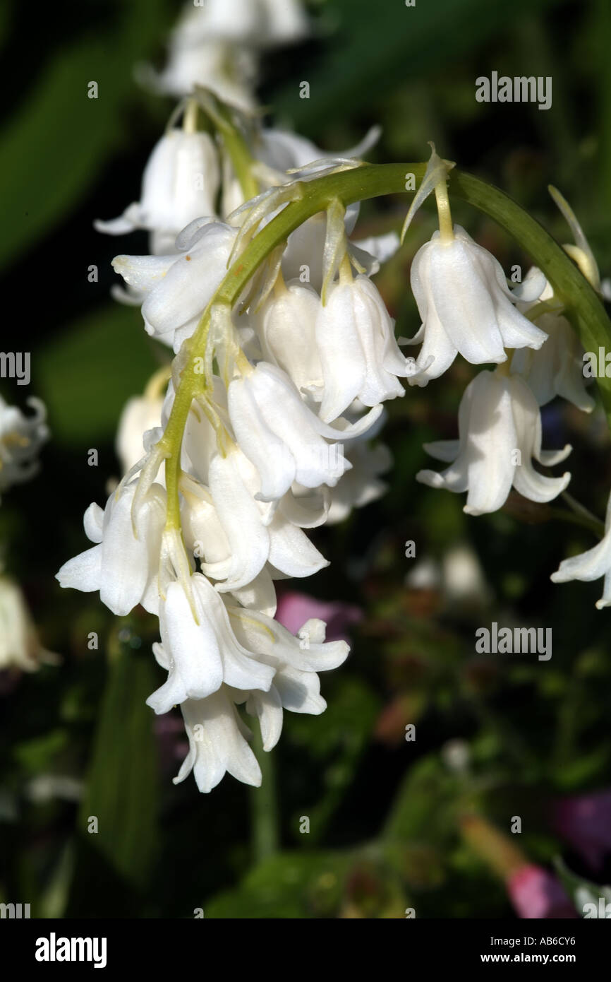 Whitebells hi-res stock photography and images - Alamy