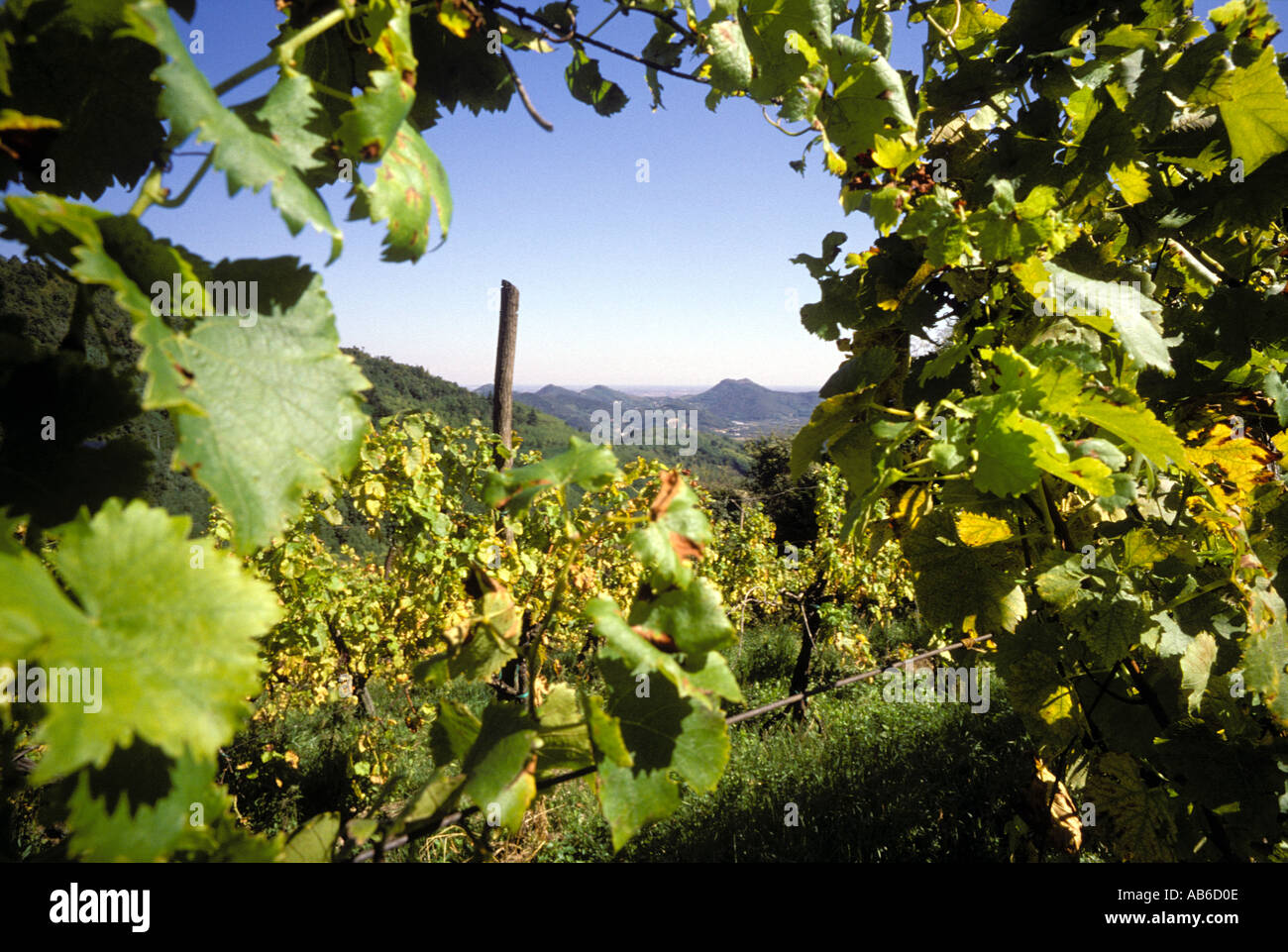 Italy Veneto Grape vines growing on the slopes of the Euganean Hills ...