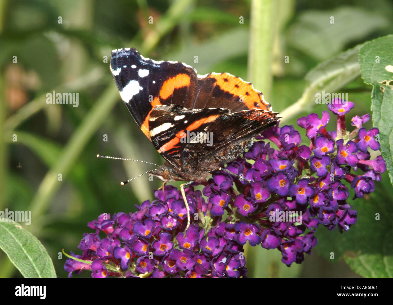 Red admiral butterfly underwing hi-res stock photography and images - Alamy
