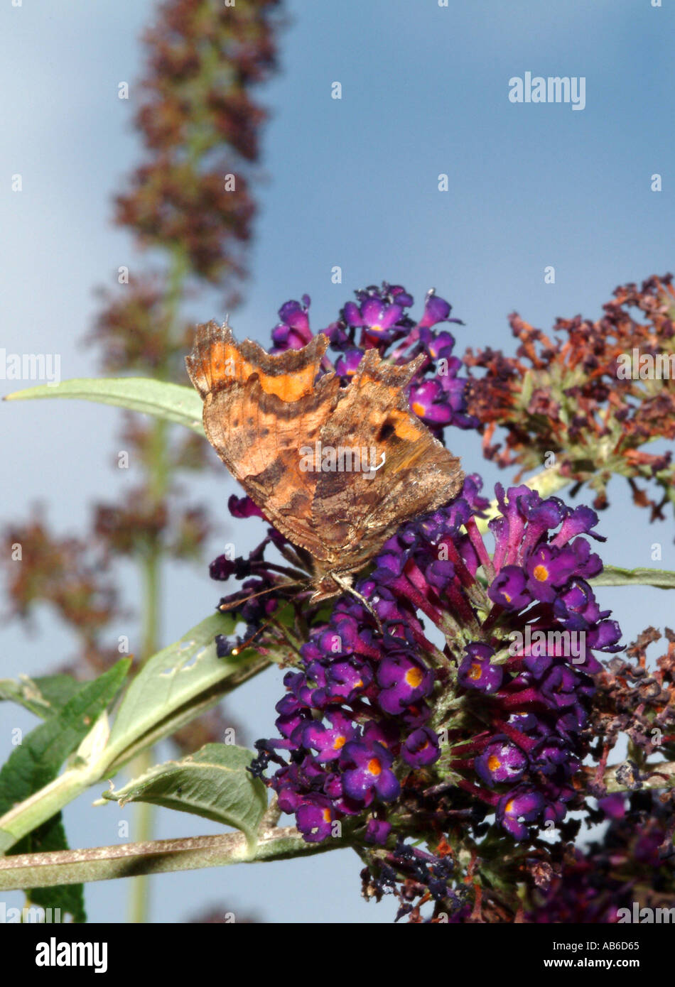 Underside of Comma Butterfly on Purple Buddleja Loganiaceae in a ...
