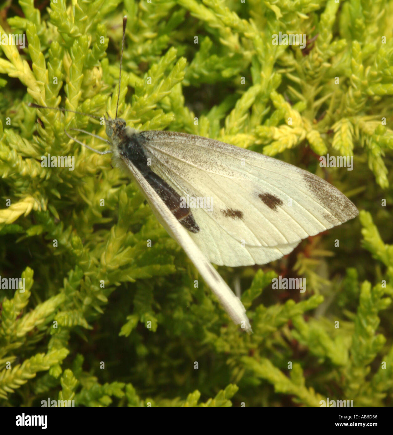Black wing tip with white spot hi-res stock photography and images - Alamy